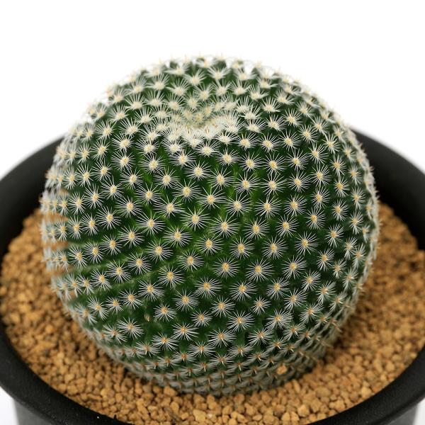 ガーデニング　サボテン・多肉植物　サボテン　８ｃｍ硬質ブラックポット　ブラックポットシリーズ　20110716　ＨＴ　育て方　育成方法　栽培方法　観葉植物　多肉　多肉植物　カクタス　シャボテン　仙人掌　マミラリア　ペルベラ　大福丸　Ｍａｍｍ...