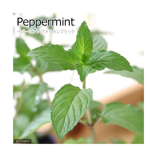 _gardening　ガーデニング　ハーブ　苗　ミント　ペパーミント　herbpot_series　20110725　ＨＴ　育て方　育成方法　栽培方法　観葉植物　090list　opa2_delete　herb2022　pus2504lea...