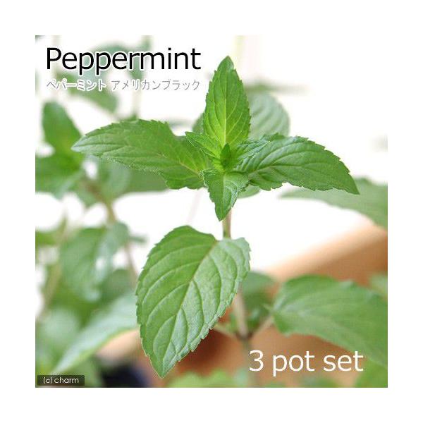 _gardening　ガーデニング　ハーブ　苗　ミント　ペパーミント　herbpot_series　20110725　ＨＴ　育て方　育成方法　栽培方法　観葉植物　090list　herb2022　kaijo　pus2504leaf06　to...