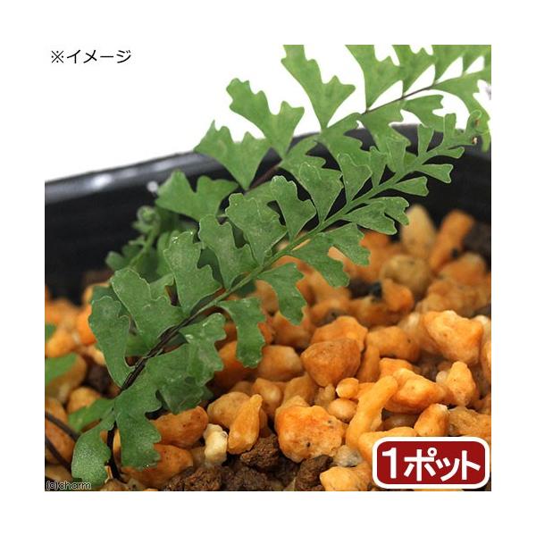 _kame　_hachu　_gardening　山野草　観葉植物　園芸　ガーデニング　ビバリウム　アクアテラリウム　パルダリウム　水草　着生シダ　アスプレニウム　Ａｓｐｌｅｎｉｕｍ　ｏｌｉｇｏｐｈｌｅｄｉｕｍ　20110812　ＨＴ　鉢植え...
