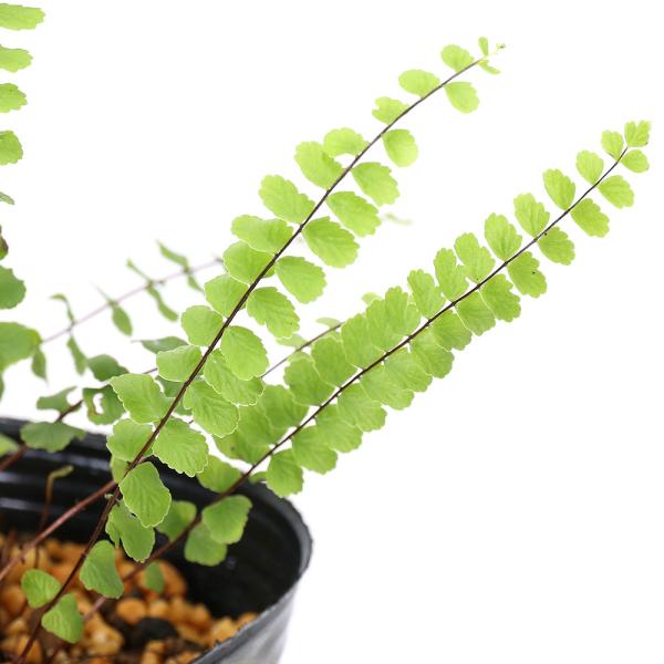 観葉植物　山野草　園芸　ガーデニング　ビバリウム　アクアテラリウム　パルダリウム　水草　着生シダ　アスプレニウム　Ａｓｐｌｅｎｉｕｍ　ｔｒｉｃｈｏｍａｎｅｓ　20110812　ＨＴ　鉢植え　20140218　muryotassei_600_...