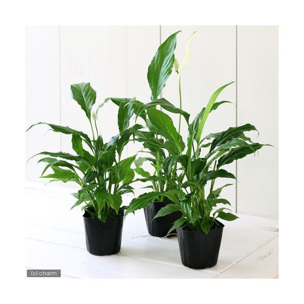 paludariumplants　_gardening　_kame　_hachu　観葉植物　園芸　ガーデニング　ビバリウム　アクアテラリウム　パルダリウム　サトイモ　仏炎苞　Spathiphyllum　スパティフィラム　20110825　Ｈ...