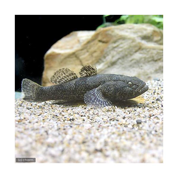 生体　熱帯魚・エビ他　日本産淡水魚　日淡　川魚　ドンコ　Ｏｄｏｎｔｏｂｕｔｉｓ　ｏｂｓｃｕｒａ　鈍甲　ドカン　ドロボウ　ドンカチ　ウシヌスト　ゴオン　コジキマラ　20120721　ＫＫ　fish_database　kaijyo　restock