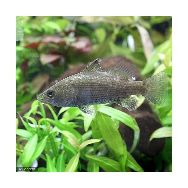 PF_SPQ　古代魚・大型魚　その他　熱帯魚・エビ他　古代・大型魚　オーストラリアン・シーパーチ　バラマンディ　Ｓサイズ　１匹　fish_database　Ｌａｔｅｓ　calcarifer　ラテス　バラムンディ　20111021　MS　fi...