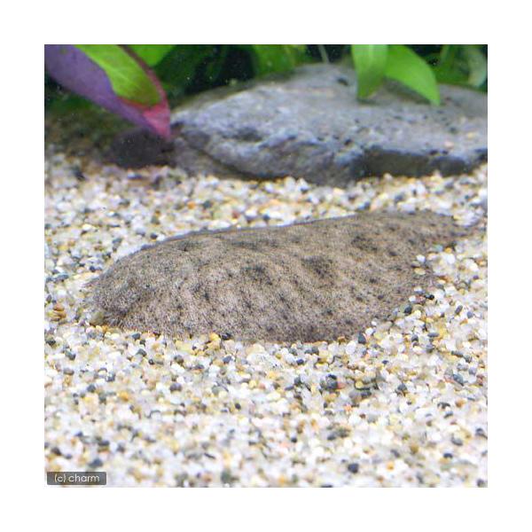 PF_SPQ　_aqua　sfset　熱帯魚・エビ他　その他の熱帯魚　その他の仲間　南米淡水カレイ　１匹　fish_database　ヒラメ　南米淡水カレイ　南米淡水ガレイ　Ａｃｈｉｒｕｓ　ｓｐ．　Ａｃｈｉｒｕｓ　ｅｒｒａｎｓ　201110...