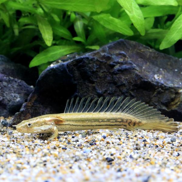 PF_SPQ　_aqua　sfset　fish_database　熱帯魚・エビ他　古代・大型魚　ポリプテルス・ビキール・ビキール　Ｓサイズ　１匹　Ｐｏｌｙｐｔｅｒｕｓ　ｂｉｃｈｉｒ　ｂｉｃｈｉｒ　ナイルビチャー　20111103　ＹＩ　fi...