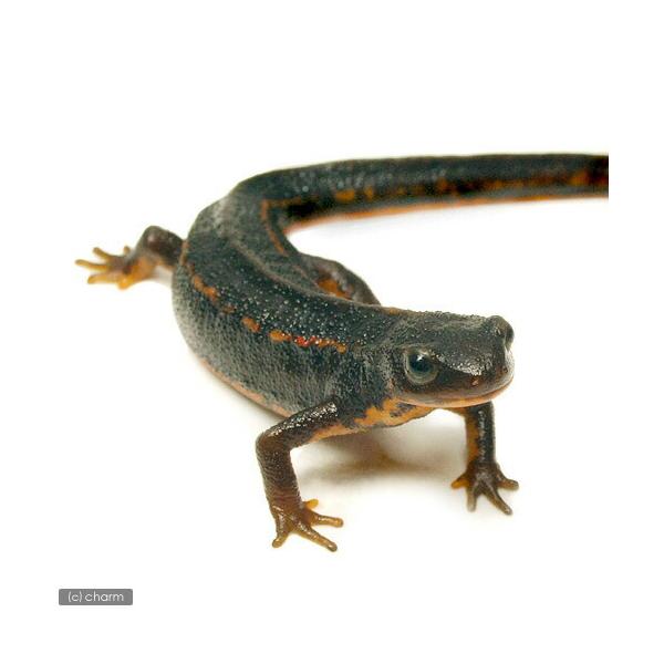 PF_SPQ　_kame　Urodela　熱帯魚・エビ他　ザリガニ・その他生体　両爬生体　亀・爬虫類イモリ　amp_Newt　▼アマミシリケンイモリ　terra_seitai　kokuubinn_ng　_hachu　reptile_data...