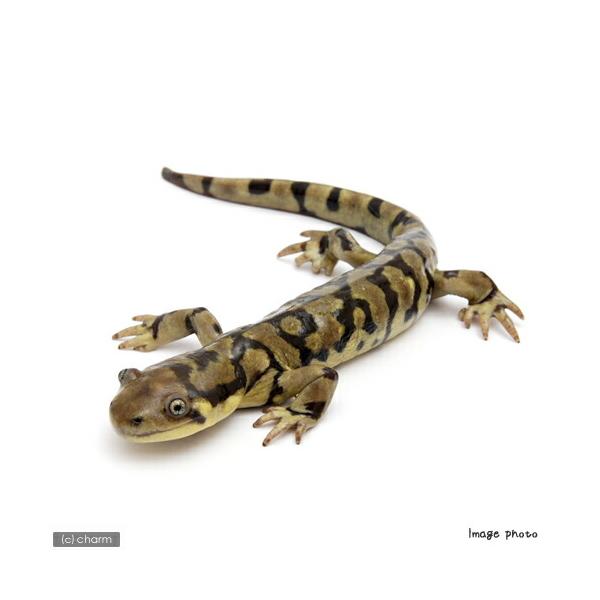 PF_SPQ　_hachu　Urodela　Ambystomatidae　両爬生体　亀・爬虫類サラマンダー　amp_Salamander　tiger　tiger両生類　有尾類　サンショウウオ　イモリ　いもり　タイガー　タイガーサラマンダー　...