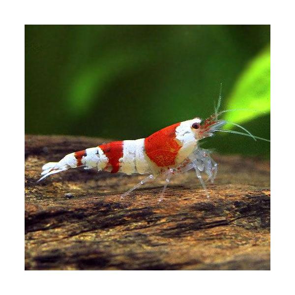 reveiwcoupon2604rk　PF_SPQ　熱帯魚・エビ他　ビーシュリンプ・エビ　赤白系　レッドビーシュリンプ　赤白バンド　５匹　fish_database　バンド・ビーシュリンプ　赤白ビーnormal　赤白バンド単体　ビーシュリン...