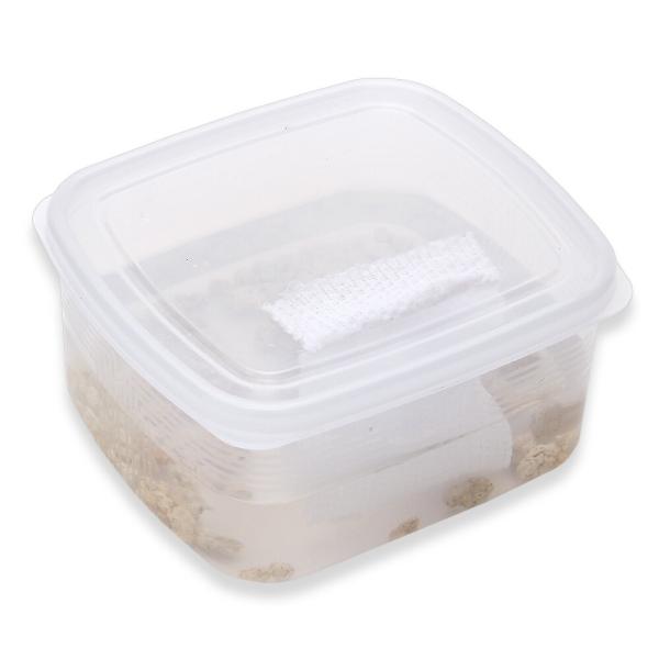 _hachu　kjKPgai　_kame　生き物用自動給水器　大　20171125　4571232870182　昆虫用品　_insect　亀・爬虫類　陸ガメ　爬虫類　添加剤　自動給水器　スズムシ水分　鳴き虫　水分補給　ＫＥＩＲＹＯＵ　両生類...
