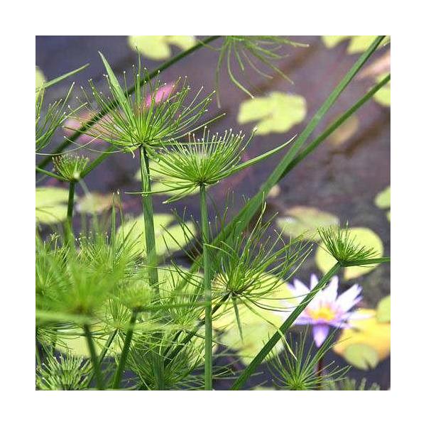金魚・メダカ　_aqua　_gardening　ビオトープ　ウォーターガーデン　水辺植物　水生植物　オーナメンタルグラス　線形状　ガーデニング　水辺植物all_plants　20110401　水辺0401　20120127　bio_1307...