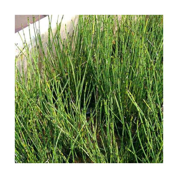 _aqua　_gardening　金魚・メダカ　ビオトープ　ウォーターガーデン　水辺植物　水生植物　オーナメンタルグラス　線形状　ガーデニング　水辺植物all_plants　20110309　bio_130715植物　植物生体　ガーデニング...