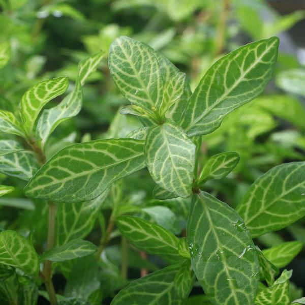 PF_SPQ　_aqua　hygrophila　水草　後景草　赤い　all_plants　水草赤い　ハイグロフィラロザエネルヴィス　polysperma　var.“Rosanervig"　水上葉_ハイグロフィラ　kaijyo　y22m01　...