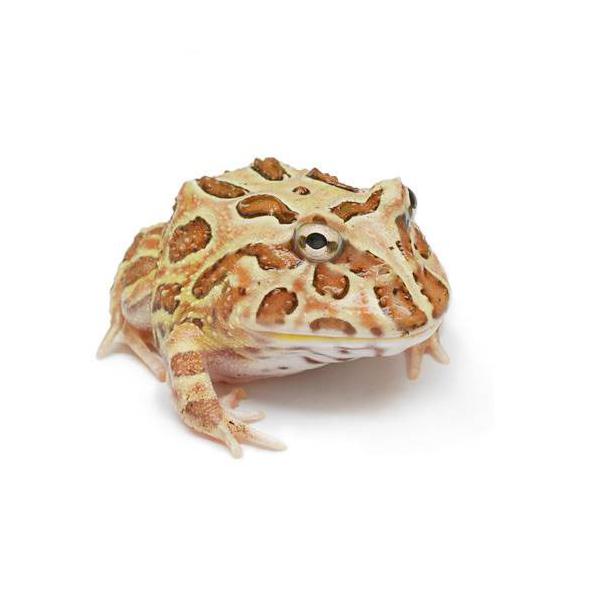 PF_SPQ　カエル　生体　Leptodactylidae　オタマ　両生　両爬生体　亀・爬虫類カエル　amp_Frog　amp_Ceratophrys　amp_Land_Frog　terra_seitai　kokuubinn_ng　rept...