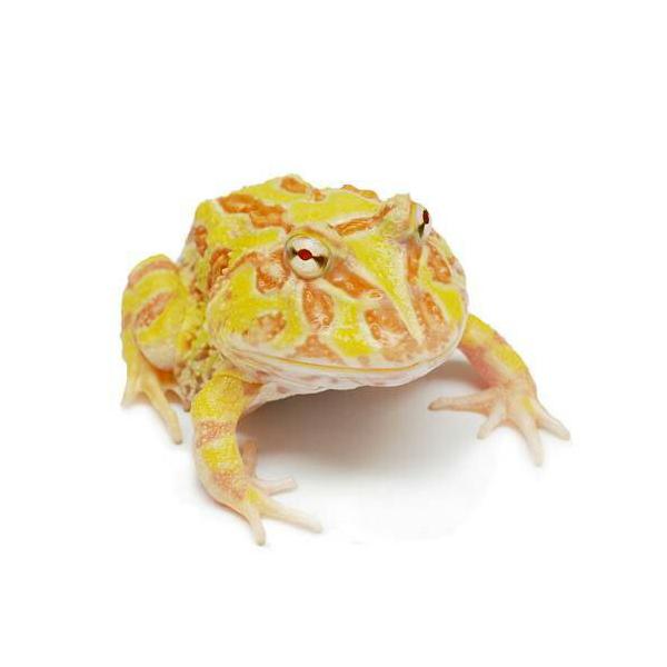 PF_SPQ　カエル　生体　Leptodactylidae　オタマ　両生　両爬生体　亀・爬虫類カエル　amp_Frog　amp_Ceratophrys　amp_Land_Frog　terra_seitai　kokuubinn_ng　pero...