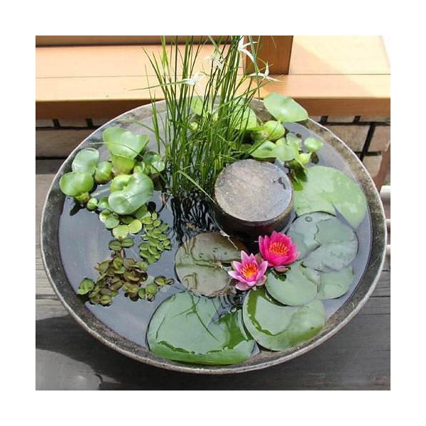 sfset　_aqua　スイレン　睡蓮　栽培　育て方　金魚藻　ビオトープ　水辺植物　水生植物　浮葉植物　ホテイ草特集　水草　浮き草　ホテイソウ　ホテイアオイ　水玉　mashiko_kakurega　m-mashiko　hotei＆medak...