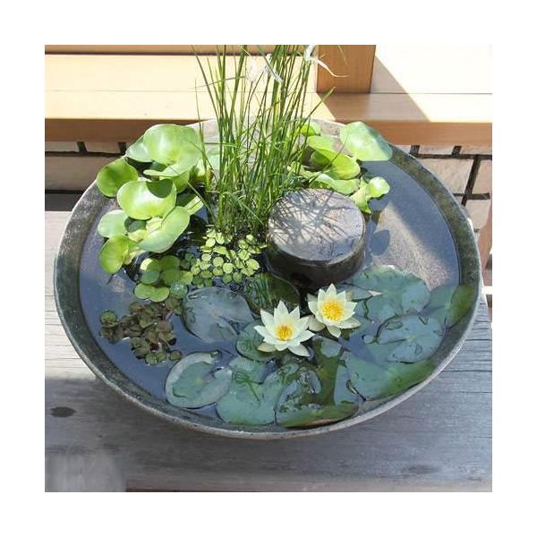 sfset　_aqua　スイレン　睡蓮　栽培　育て方　金魚藻　ビオトープ　水辺植物　水生植物　浮葉植物　ホテイ草特集　水草　浮き草　ホテイソウ　ホテイアオイ　水玉　mashiko_kakurega　m-mashiko　hotei＆medak...