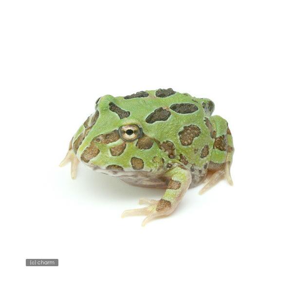 PF_SPQ　カエル　生体　Leptodactylidae　オタマ　両生　両爬生体　亀・爬虫類カエル　smp_Frog　smp_Ceratophry　smp_Land_Frog　terra_seitai　爬虫類　okuubinn_ng　fr...