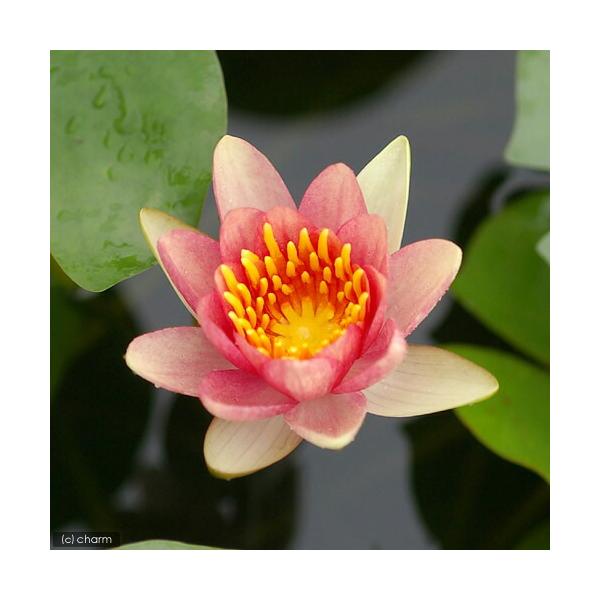 スイレン　睡蓮　栽培　育て方　ビオトープ　温帯性スイレン　スイレンまつり　ガーデニング　水辺植物　チェンジャブル　温帯性　ontaiseisuiren　20130316　温帯性睡蓮シリーズ　nz247yhgガーデニング　z27yg_onti...