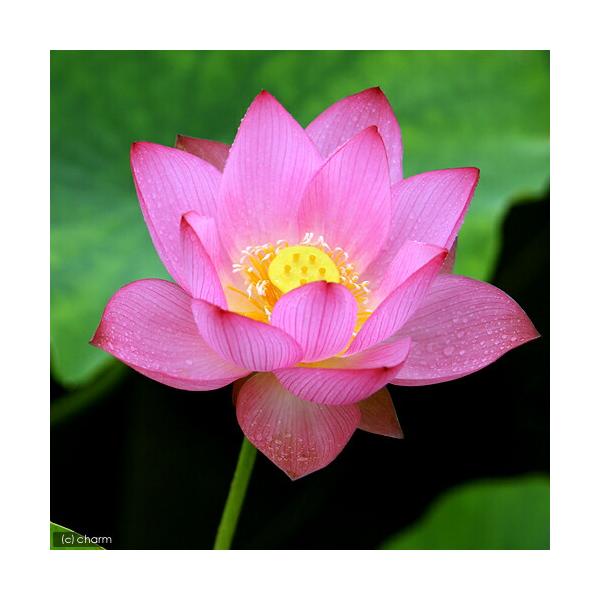 ビオトープ　ガーデニング　水辺植物　ハス　hasu_10bai0731　all_plants　sp_gardenハス　ハス0214　20110214　tuihi_rotas0614　発芽待ちハス　ハス各種　set_hasu_sokuhi　育...