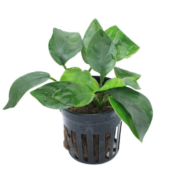 reveiwcoupon2604rk　PF_SPQ　negativeplants　熱帯魚　_wp　ビギナーにお勧め　活着する水草　アヌビアス　水草　小型　アヌビアスナナはこちら　アヌビアスナナ　_aqua　nanakinngyo0716an...