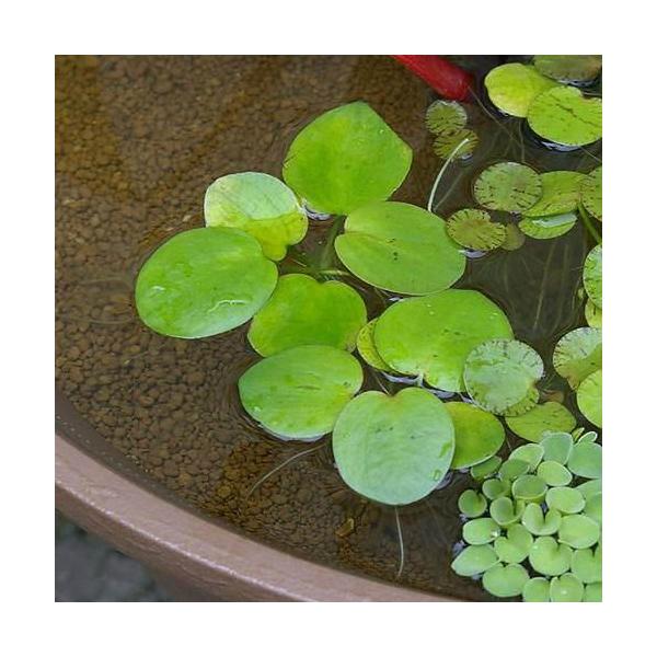 PF_SPQ　金魚・メダカ　_gardening　_aqua　熱帯魚　金魚藻　plants20070717　ガーデニング　水辺植物　浮き草　all_plants　wp_kywrd　アマゾンフロッグピット　アマゾンフロックピット　アマゾンフロ...