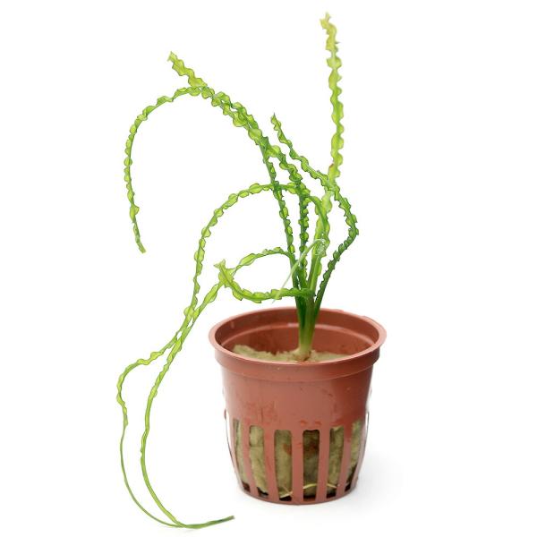 PF_SPQ　水草　後景草　センタープラント　クリナム　アクアチカ　アクア―チカ　ナロー　アクアティカ　カラミストラータム　Ｃｒｉｎｕｍ　Ｃａｌａｍｉｓｔｒａｔｕｍ　ヒガンバナ科　Ａｍａｒｙｌｌｉｄａｃｅａｅ　ハマオモト属　アフリカ　y22m01