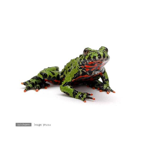 PF_SPQ　Bombina　カエル　オタマ　両生　両爬生体　亀・爬虫類カエル　amp_Frog　terra_seitai　kokuubinn_ng　frog0334　_hachu　reptile_databas　amp_Land_Frog...