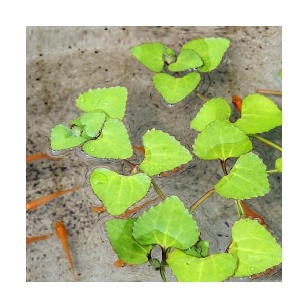 _wp　_aqua　_gardening　金魚・メダカ　水辺植物　水生植物　浮葉植物　ガーデニング　all_plants　bio_130715　wyjnd415ガーデニング　kingyomo_osusume　植物　植物生体　ガーデニング生体...