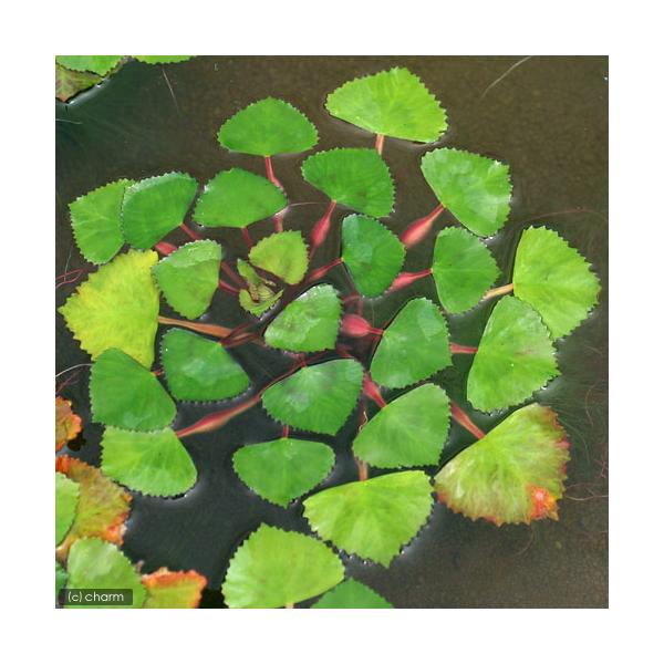 _aqua　_gardening　金魚・メダカ　ビオトープ　水辺植物　水生植物　浮葉植物　ヒシ　ガーデニング　水辺植物　その他水辺植物　all_plants　トラッパナタンス　　トラパ　ナタンス　トラパナタンス　洋ビシ　洋菱　ヨウビシ　植物...