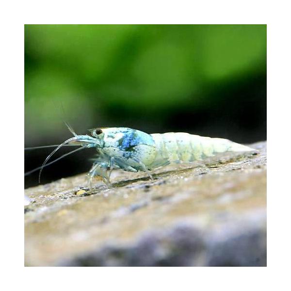 PF_SPQ　fish_database　turquoise_shadow_shrimp　熱帯魚・エビ他　ビーシュリンプ・エビ　シャドー系　ターコイズシャドーシュリンプ　１匹　シュリンプシャドー　ターコイズシュリンプ　20111208　MS...