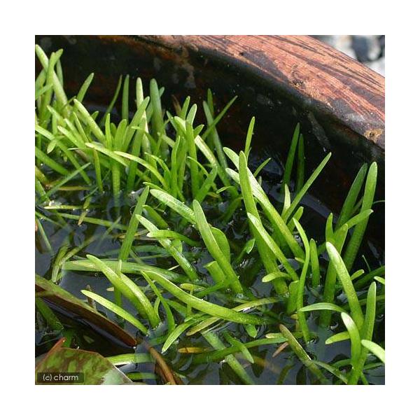_gardening　_aqua　ビオトープ　水辺植物　水生植物　オモダカ　Ａｌｉｓｍａｔａｃｅａｅ　ガーデニング　その他水辺植物　all_plants　育て方　育成方法　栽培方法　サジタリア　ピグマエア　Ｓａｇｉｔｔａｒｉａ　ｐｙｇｍａｅ...