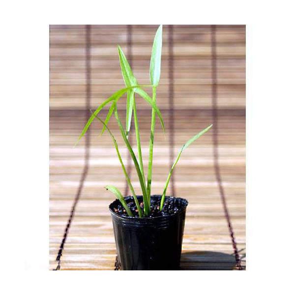 _aqua　_gardening　ビオトープ　水辺植物　水生植物　オモダカ　Ａｌｉｓｍａｔａｃｅａｅ　ガーデニング　その他水辺植物　all_plants　植物　植物生体　ガーデニング生体　育て方　育成方法　栽培方法　抽水植物　opa2_de...