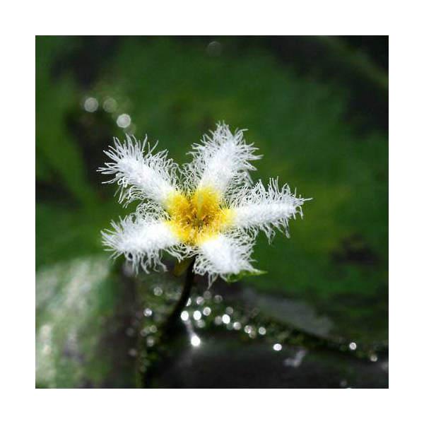 金魚・メダカ　_aqua　_gardening　ビオトープ　水辺植物　水生植物　浮葉植物　nymphoides　ガーデニング　植物　植物生体　ガーデニング生体　育て方　育成方法　栽培方法　ガガブタ　鏡蓋　ミツガシワ科　Ｍｅｎｙａｎｔｈａｃｅ...