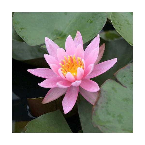 スイレン　睡蓮　栽培　育て方　_aqua　_gardening　ビオトープ　温帯性スイレン　ガーデニング　水辺植物　ピンク　温帯性　all_plants　li_pink　スイレン20110202　20110224　ontaiseisuire...