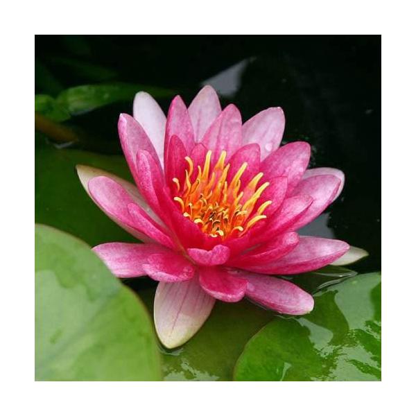 スイレン　睡蓮　栽培　育て方　_aqua　_gardening　ビオトープ　温帯性スイレン　ガーデニング　水辺植物　レッド　温帯性　all_plants　li_red　スイレン赤　20110203　ontaiseisuiren　各色スイレン...