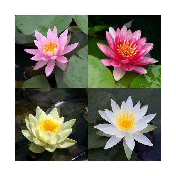 金魚・メダカ　スイレン　睡蓮　栽培　育て方　_aqua　_gardening　ビオトープ　ヒメスイレン　スイレンまつり　ガーデニング　水辺植物　色指定なし　温帯性　all_plants　ontaiseisuiren　各色スイレン_hasui...