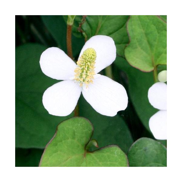 _aqua　_gardening　金魚・メダカ　水辺植物　水生植物　ハーブ　枝もの　有茎種　ガーデニング　その他水辺植物　all_plants　植物　植物生体　ガーデニング生体　育て方　育成方法　栽培方法　湿生植物　opa2_delete　...