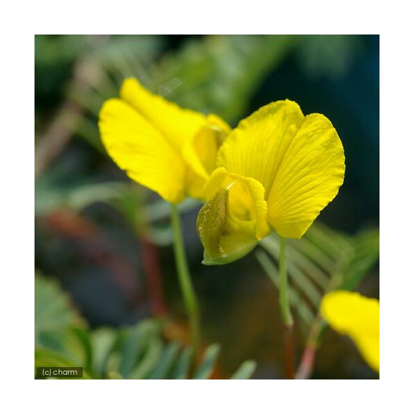 PF_SPQ　_aqua　_gardening　水辺植物　水生植物　有茎種　ガーデニング　水辺植物all_plants　20110420　水草　育て方　育成方法　栽培方法　抽水植物　ビオトープ　オジギソウ　ネムリウキクサ　ミズオジギソウ　オ...