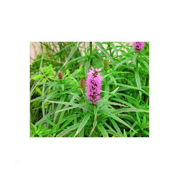 _aqua　_gardening　金魚・メダカ　水辺植物　水生植物　有茎種　枝もの　ガーデニング　all_plants　xl15ba6rガーデニング　bio_130715　植物　植物生体　ガーデニング生体　育て方　育成方法　栽培方法　ＹＭＹ...