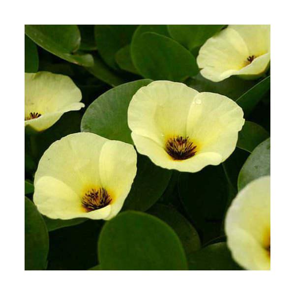 _aqua　_gardening　金魚・メダカ　ビオトープ　水辺植物　水生植物　浮葉植物　ガーデニング　all_plants　20100424　20110518　bio_130715　oygcu845ガーデニング　植物　植物生体　ガーデニン...