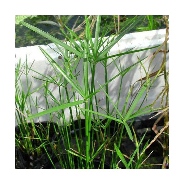 _aqua　_gardening　金魚・メダカ　ビオトープ　ウォーターガーデン　水辺植物　水生植物　オーナメンタルグラ　シぺラス　シペルスス　線形状　ガーデニング　all_plants　水辺0328　ミニシペルス　bio_130715　植物...