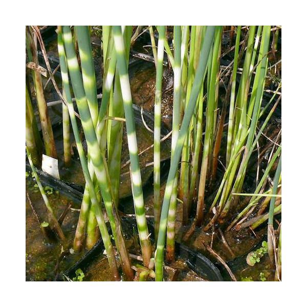 _aqua　_gardening　ビオトープ　ウォーターガーデン　水辺植物　水生植物　オーナメンタルグラス　線形状　ガーデニング　その他水辺植物　all_plants　20100424　20110331　水辺0331　水辺植物2012　bi...