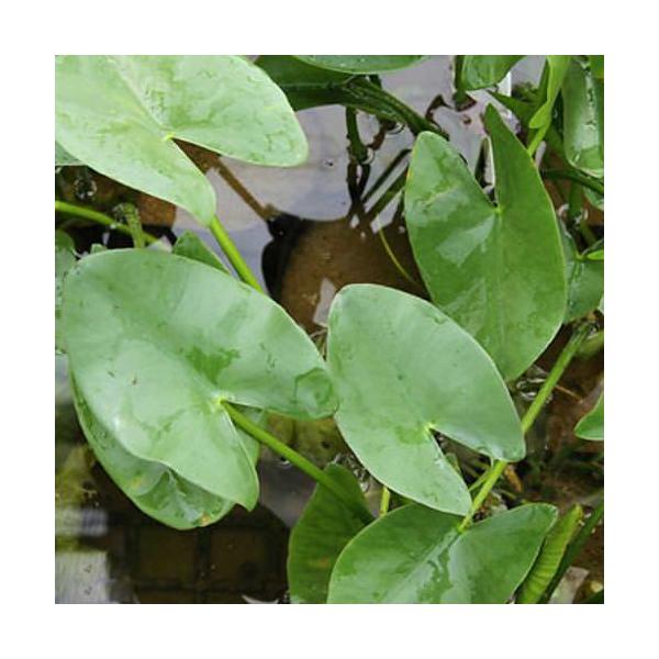 _aqua　_gardening　ビオトープ　ガーデニング　水辺植物　その他水辺植物　all_plants　植物　植物生体　ガーデニング生体　育て方　育成方法　栽培方法　カワホネ　カワバス　センコツ　Ｎｕｐｈａｒ　ｊａｐｏｎｉｃｕｍ　ｖａｒ...
