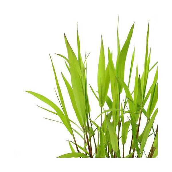 金魚・メダカ　_aqua　_gardening　ガーデニング　山野草　水辺植物　ビオ植物　ビオトープ　Ｉｍｐｅｒａｔａ　ｃｙｌｉｎｄｒｉｃａ　茅萱　20140719　ＨＴ　gar0620_sanya　植物　植物生体　ガーデニング生体　育て方...