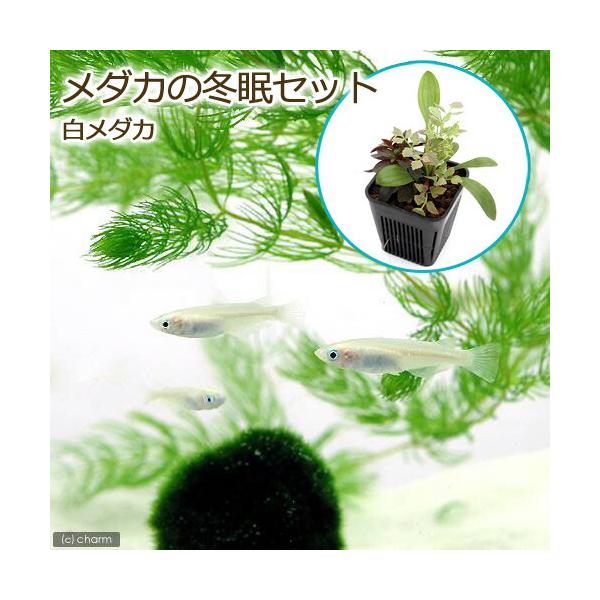 wpgroupplanting　Ｏｒｙｚｉａｓ　ｌａｔｉｐｅｓ　ｖａｒ．　メダカ水草セット　ビオトープにおすすめの生体　biotope　熱帯魚・エビ他　日本産メダカ　nittan_medaka_youkihi　start_biotope　自...