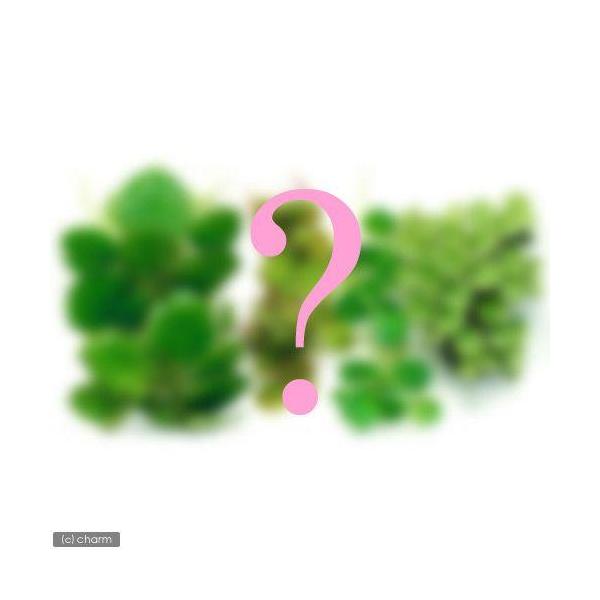 _gardening　_aqua　金魚藻　floating　ガーデニング　水辺植物　浮き草　all_plants　朝摘みシリーズ　wp_kywrd　植物　植物生体　ガーデニング生体　育て方　育成方法　栽培方法　seitairk0324　mi...