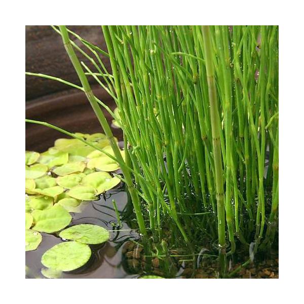 金魚・メダカ　ビオトープ　ウォーターガーデン　水辺植物　水生植物　オーナメンタルグラス　線形状　ガーデニング　その他水辺植物　all_plants　植物　植物生体　ガーデニング生体　育て方　育成方法　栽培方法　抽水植物　beginnerbi...