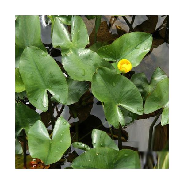 _aqua　ビオトープ　ガーデニング　水辺植物all_plants　20120611　bio_130715　_gardening　植物　植物生体　ガーデニング生体　育て方　育成方法　栽培方法　カワホネ　カワバス　センコツ　スイレン科　Ｎｙｍ...