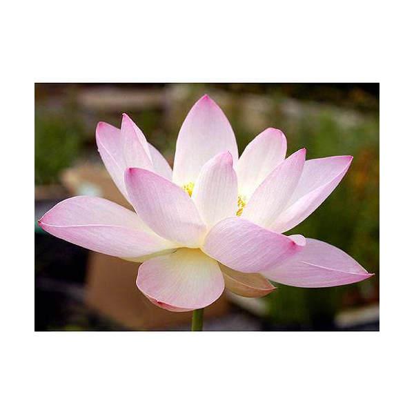 ビオトープ　ガーデニング　水辺植物　ハス　hasu_10bai0731　all_plants　sp_gardenハス　tuihi_rotas0614　womsomdi43　発芽待ちハス　ハス各種　set_hasu_momo　育て方　育成方法...